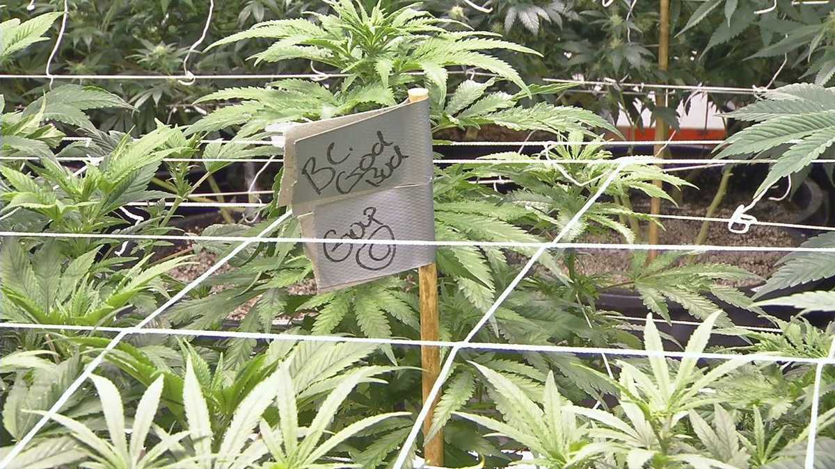 Photos: Inside cannabis growing operation