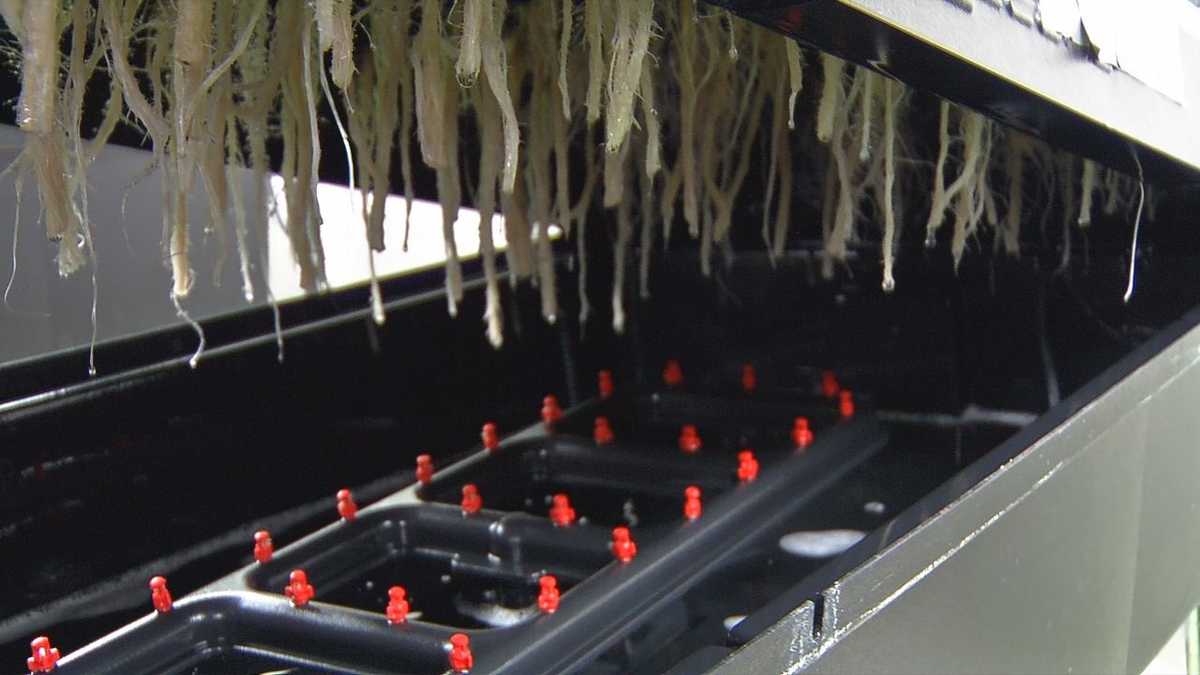 Photos: Inside cannabis growing operation