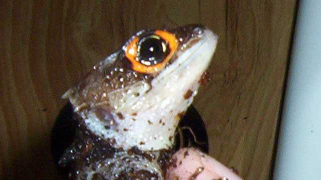 Exotic lizard missing from store