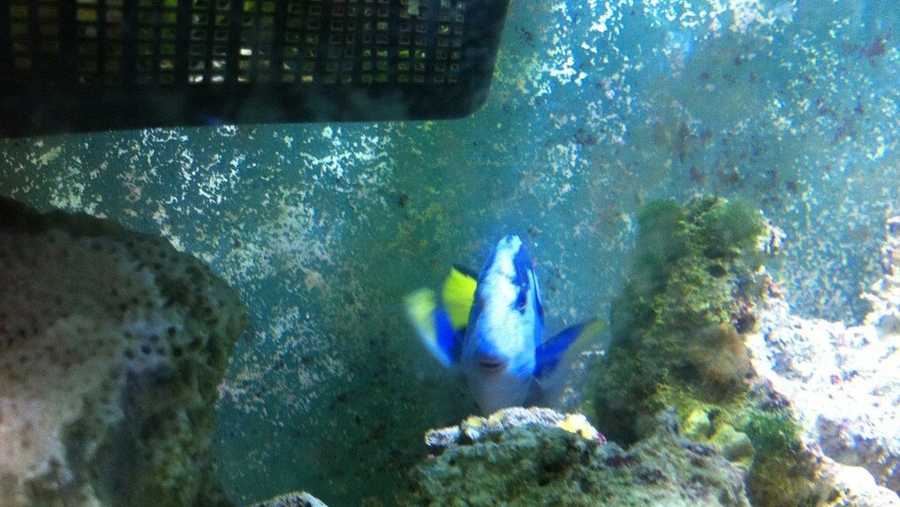 Exotic fish survives in dry tank after glass smashed by robber