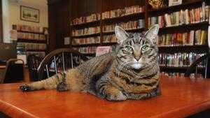 Man says beloved library cat violates federal disabilities law