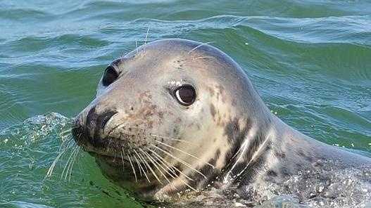 Fishermen say seals are devastating fishing