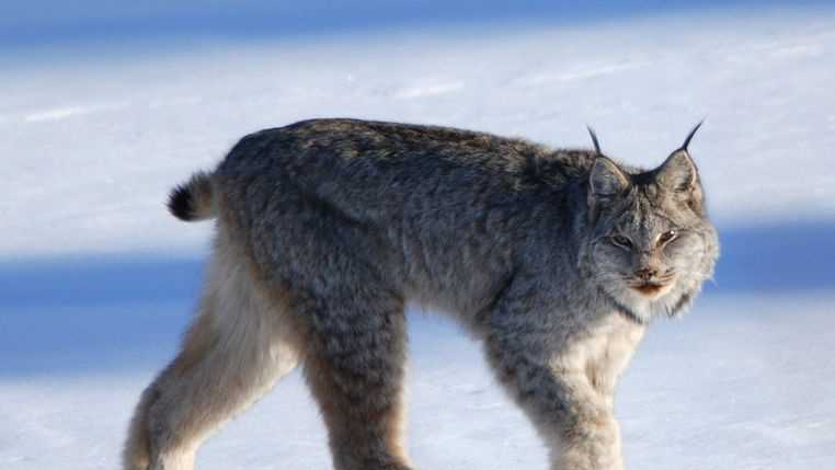 Lynx sightings on rise in Vermont