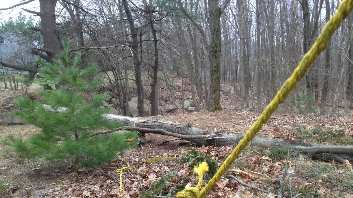 Images: Woman cutting down tree, 79, hurt when tree falls on her