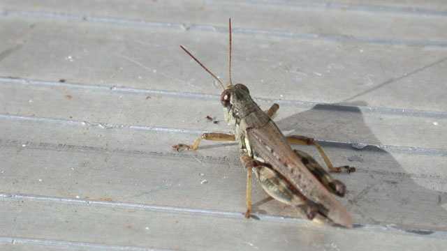 More restaurants offering bug, worm entrees on menus