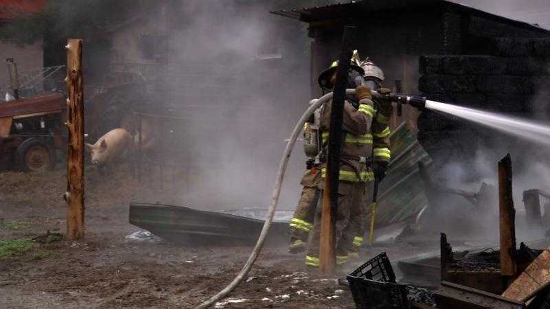 More than 30 pigs killed in barn fire