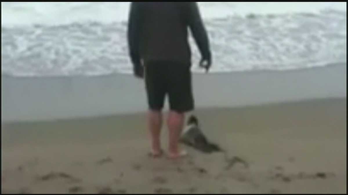 Man seen pushing seal pup into water comes forward