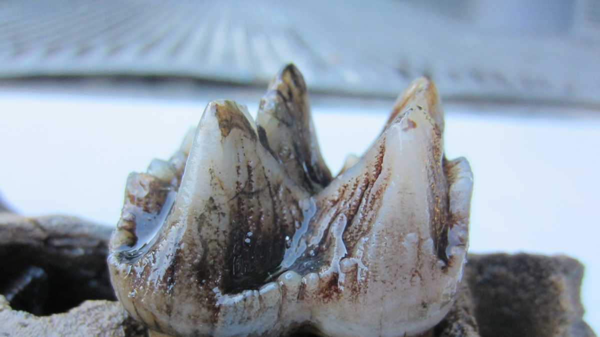 11-thousand-year-old tooth found off coast