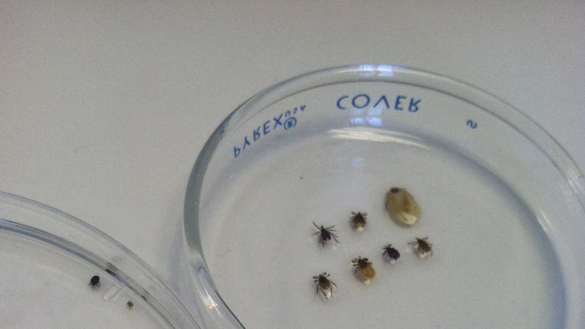CDC warns against infection from deer ticks