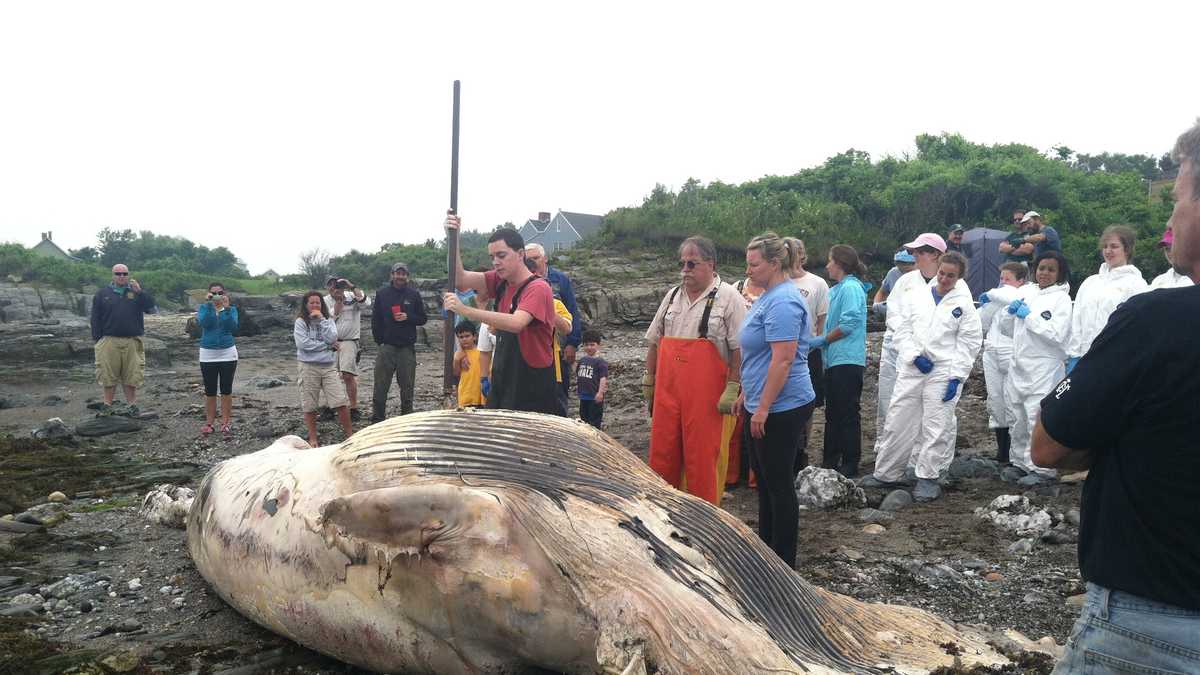 Photos: Crews dissecting whale that washed up on shore