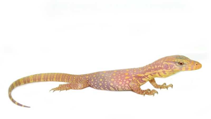 Photos: Meet this albino water monitor