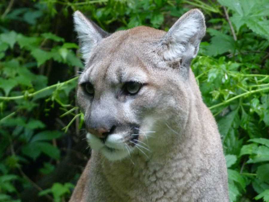 Photos: Meet nature center mountain lions