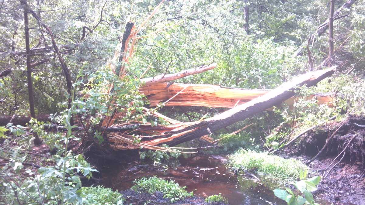 Images: Storm floods roads, knocks down trees