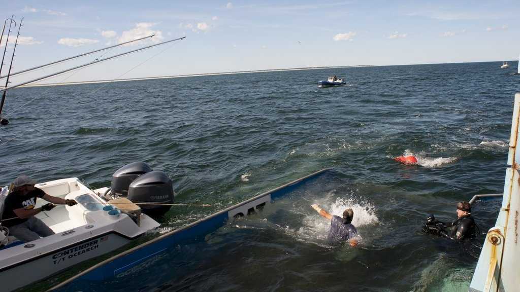 Photos: Research team tags 1,400 pound shark off Cape Cod