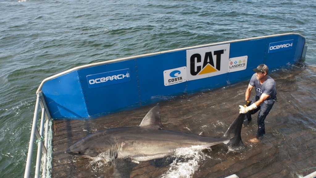 Photos: Research team tags 1,400 pound shark off Cape Cod