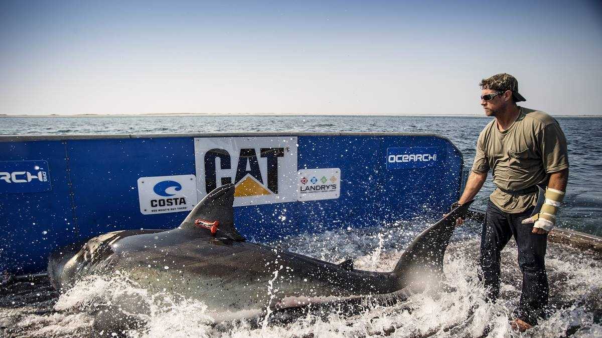 Second 14-foot great white shark tagged offshore Cape Cod