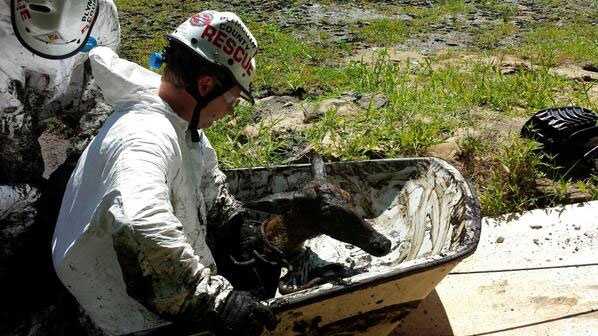 Firefighters rescue doe from neck-deep mud