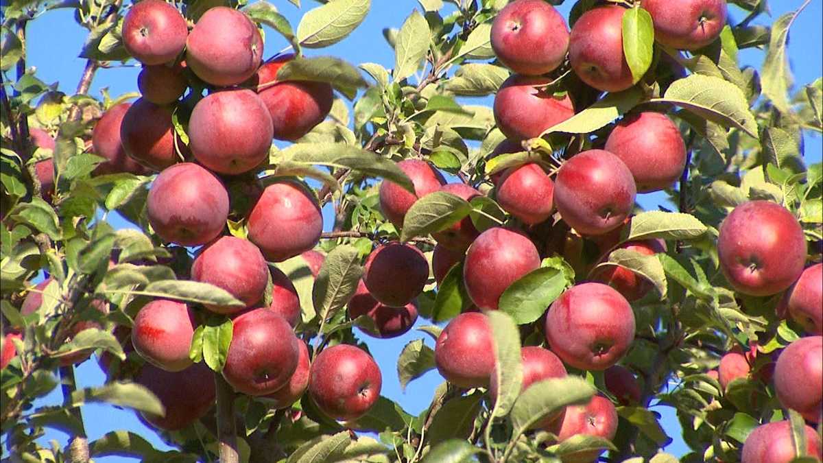 Monday, October 7: Apples