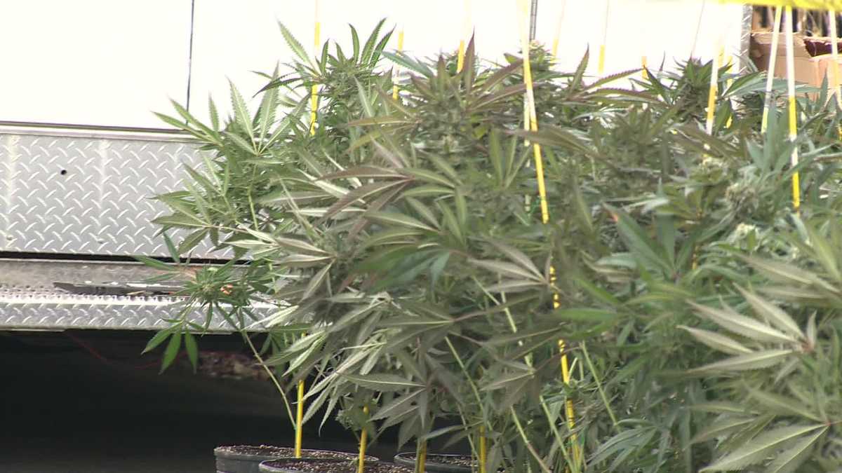 $1M of pot pulled out of burned house, police say