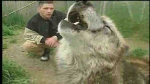 Wolves escape from Ipswich sanctuary