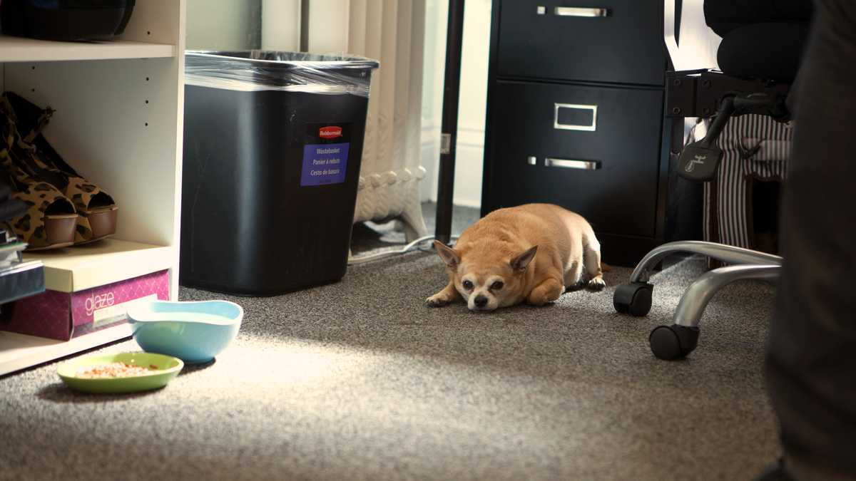 This company allows dogs at work
