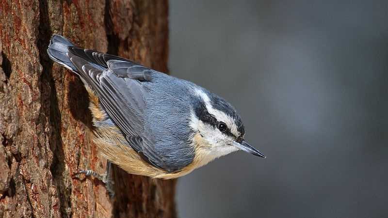 Most common backyard bird sightings in Mass.