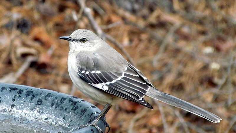 Most common backyard bird sightings in Mass.