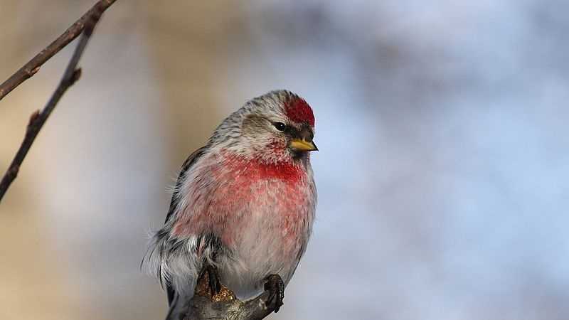Most common backyard bird sightings in Mass.