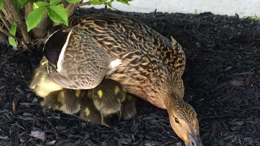 Ducklings that fell into storm drain saved