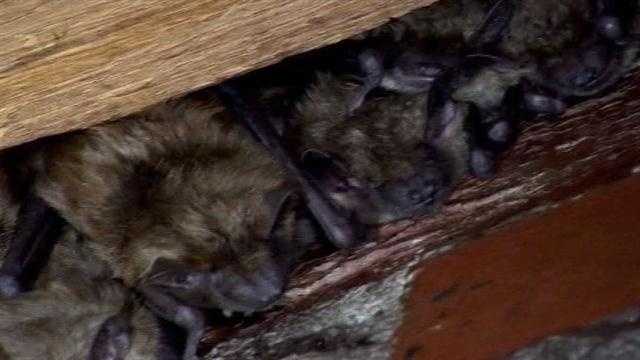 Photos: Bats invade Maine home