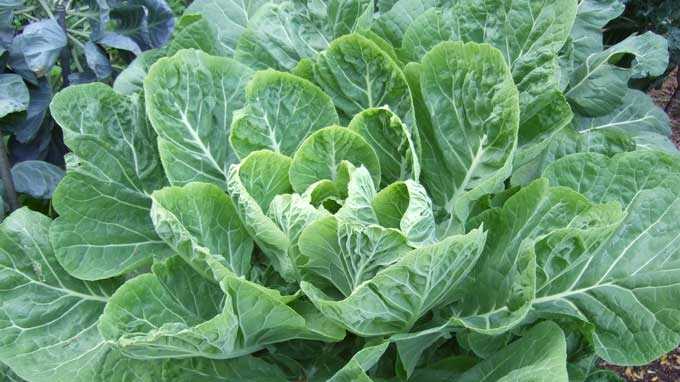 20 'powerhouse' veggies that prevent chronic disease