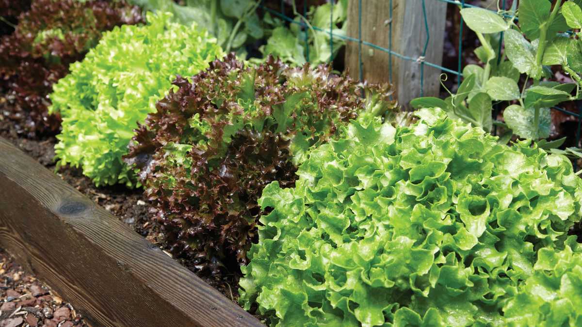 20 'powerhouse' veggies that prevent chronic disease