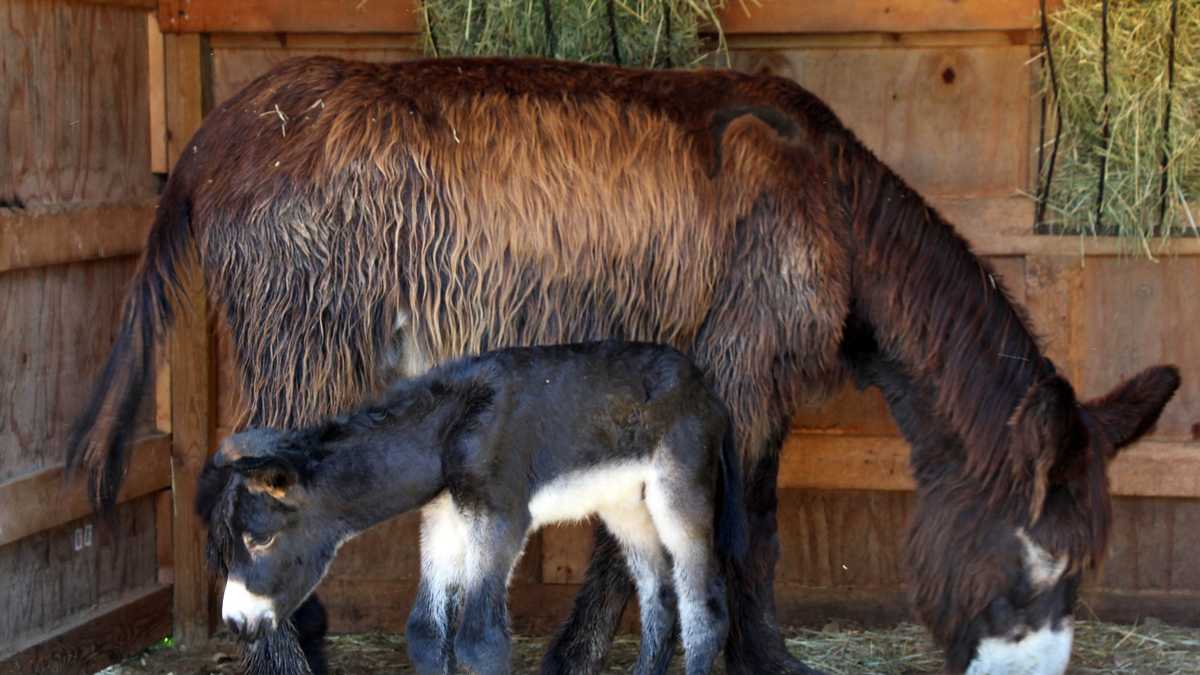 Photos of newborn rare donkey breed