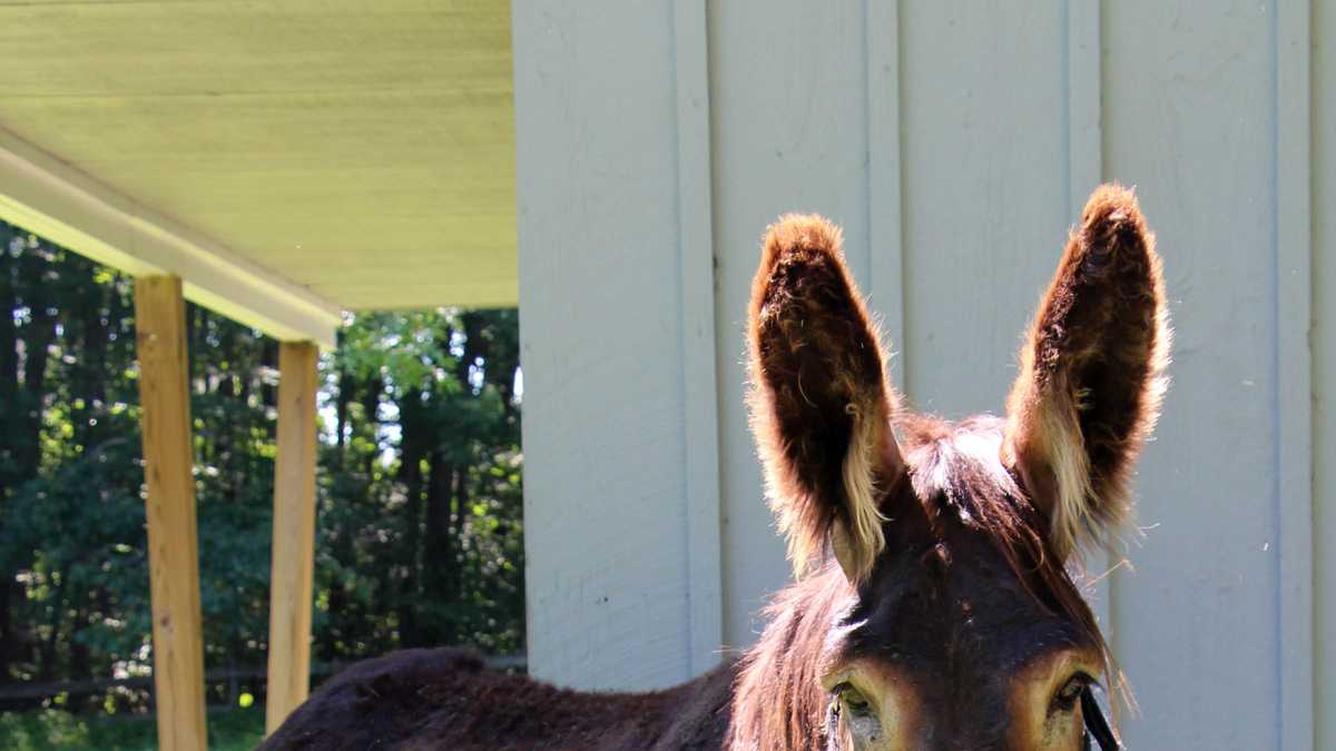 Photos of newborn rare donkey breed