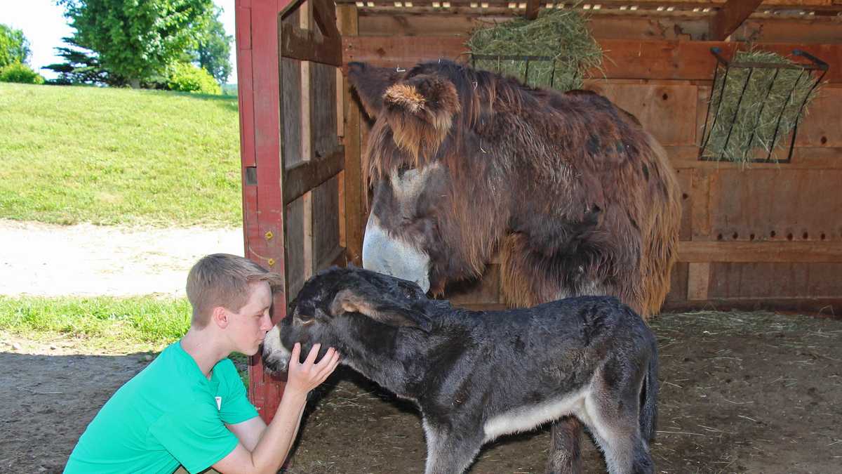 Photos of newborn rare donkey breed