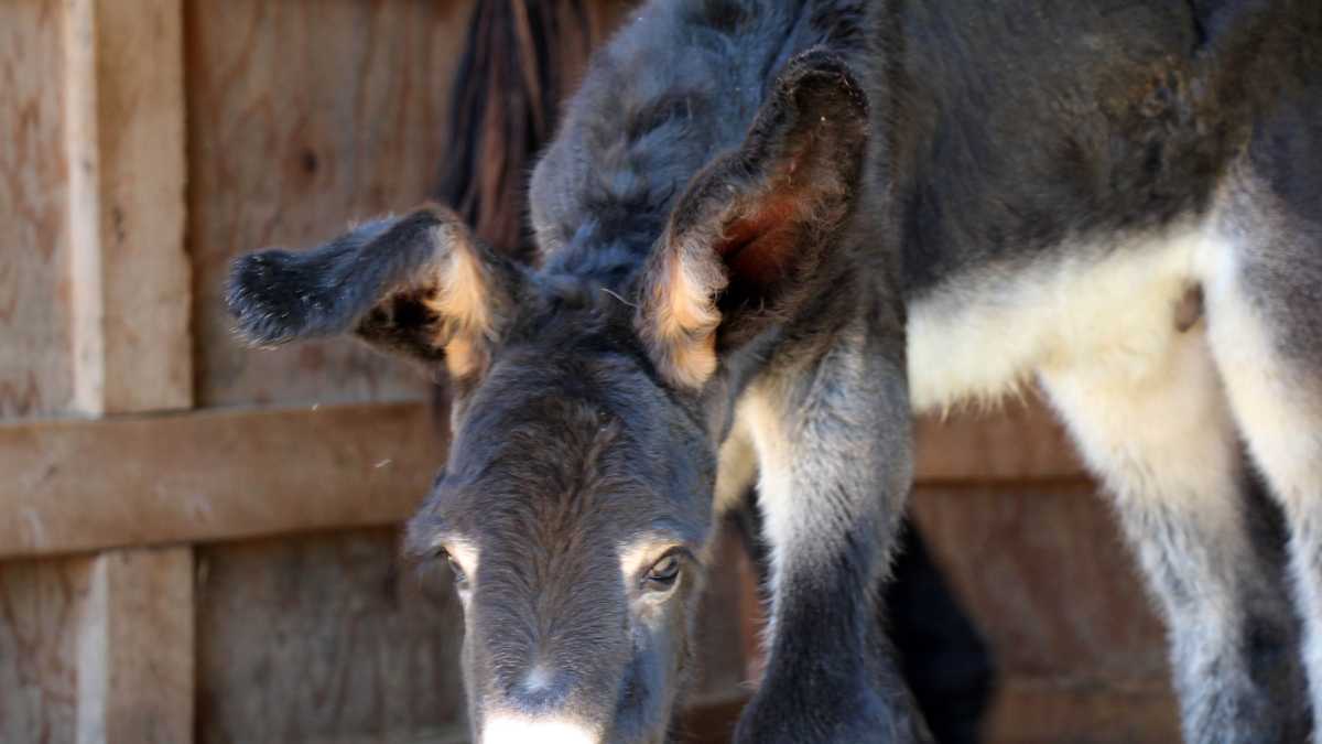 Rare donkey breed born in Sterling