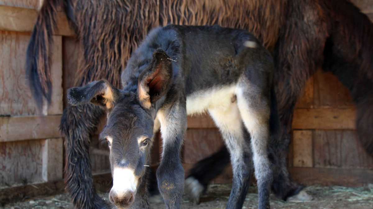 Photos of newborn rare donkey breed