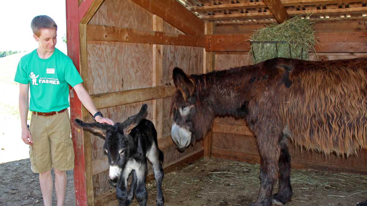 Photos of newborn rare donkey breed
