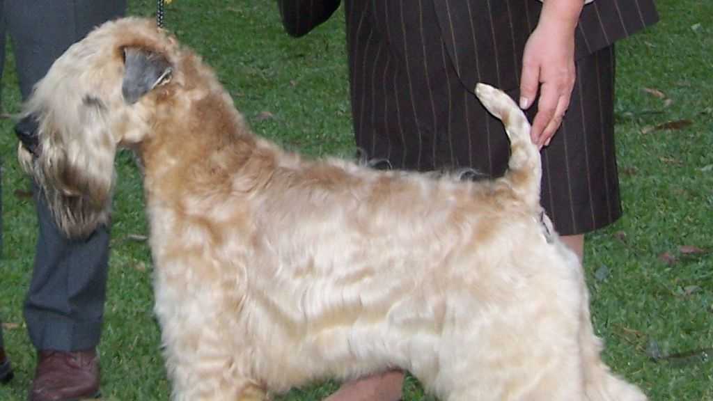 Mass. Most Common Dog Breeds