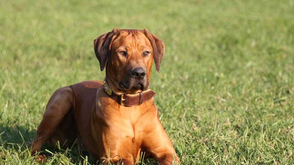 Mass. Most Common Dog Breeds