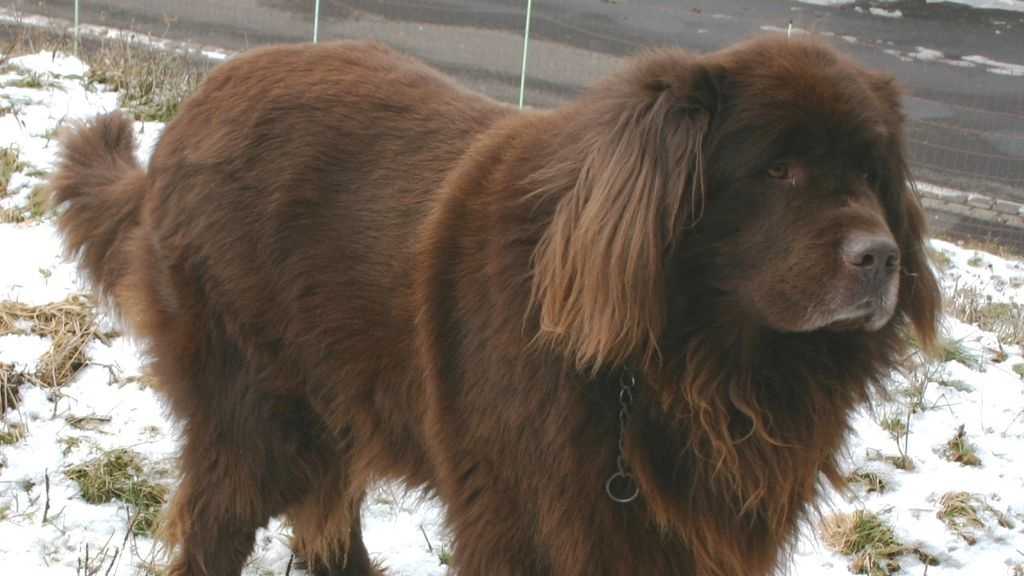 Mass. Most Common Dog Breeds
