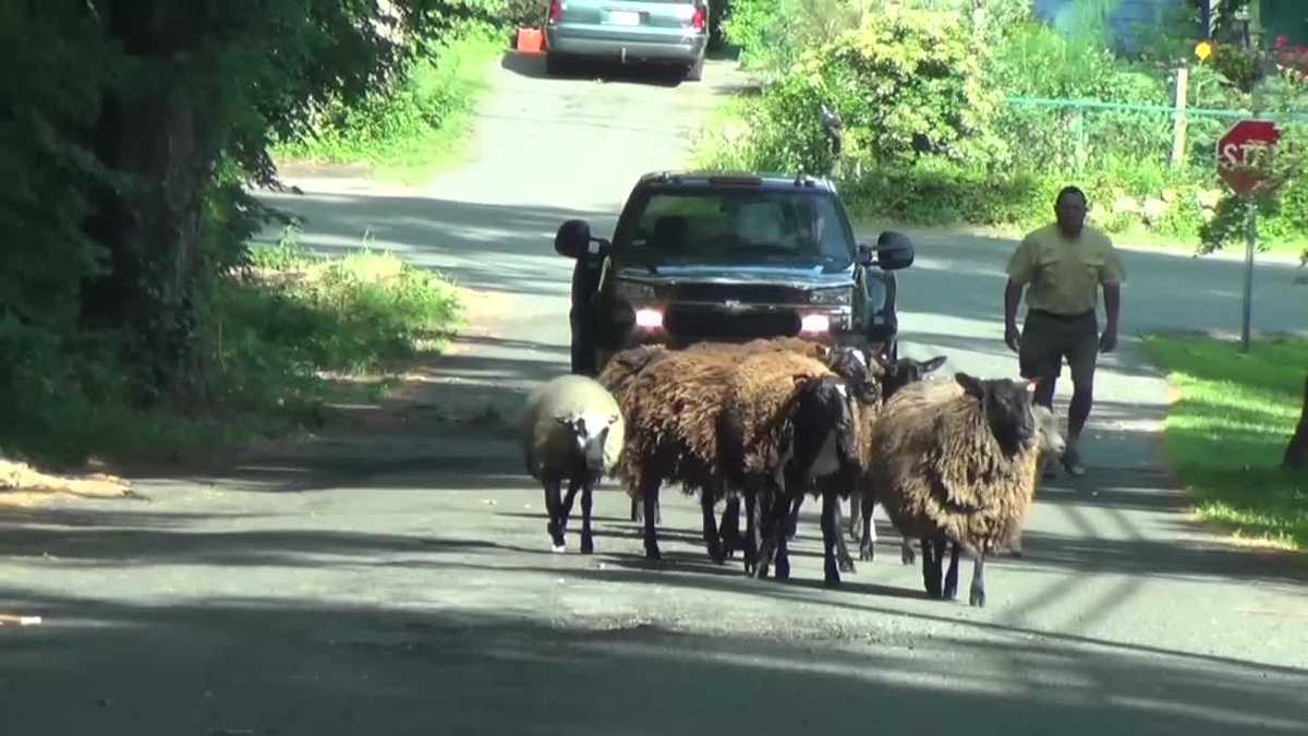 Sheep go on the 'lamb' to escape predator