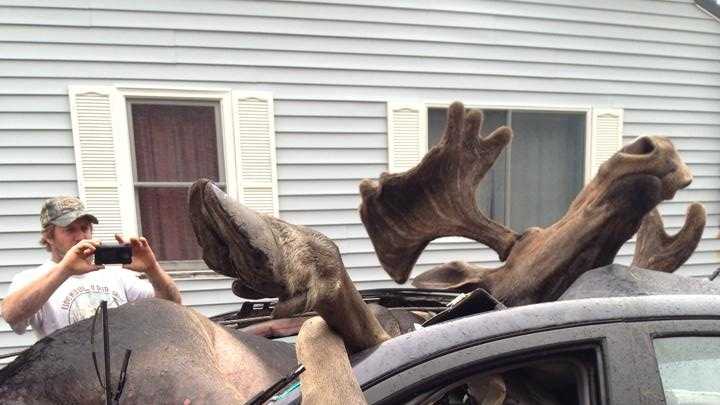 Incredible photos of moose vs. car