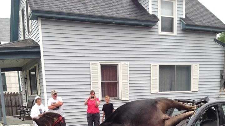 Incredible photos of moose vs. car