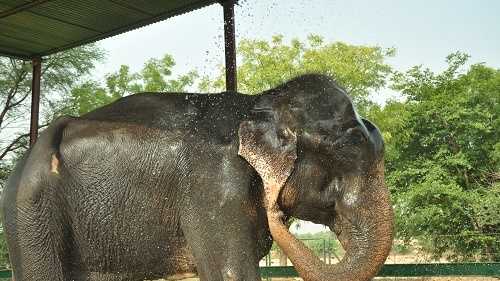 Photos: Elephant cries after rescue from 50 years of abuse