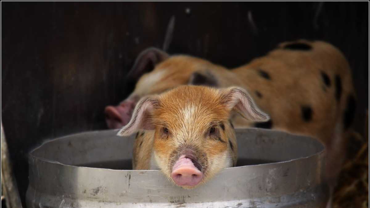 Woman escapes 80-pound threatening pig