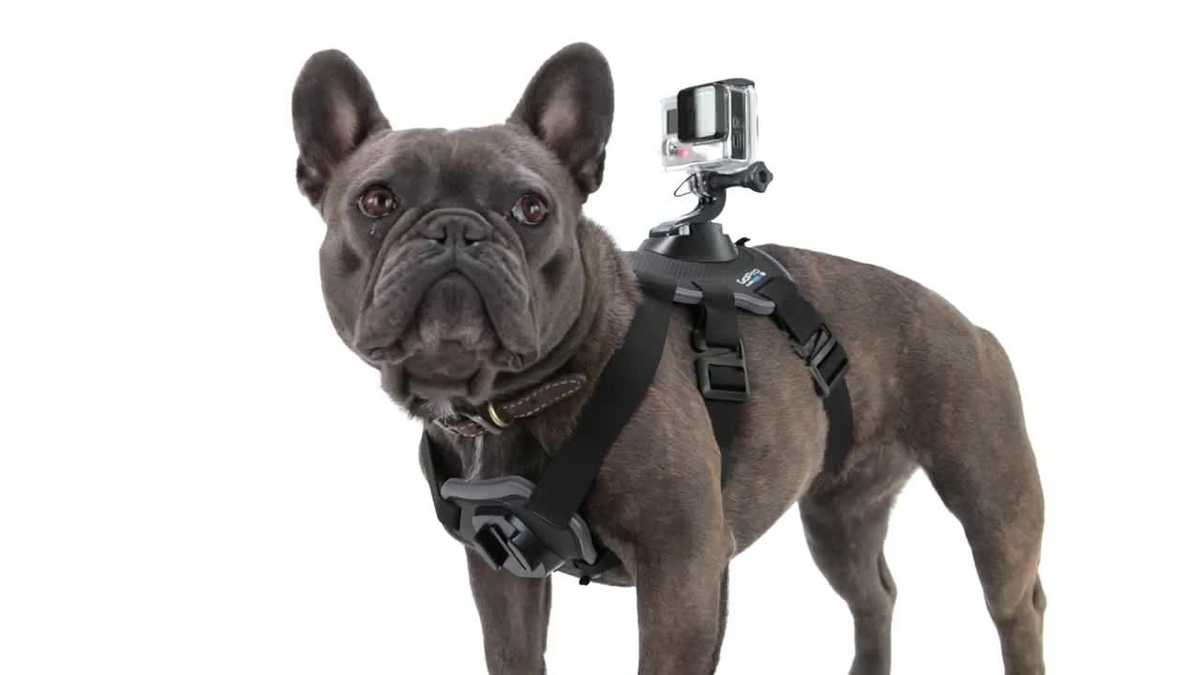 GoPro introduces camera mount designed for dogs