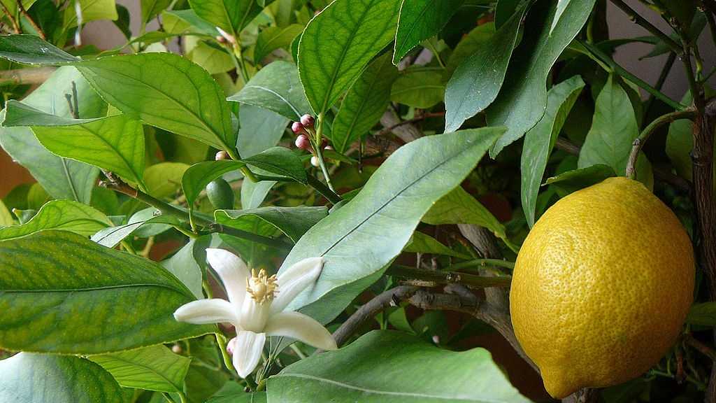 10 things you didn't know you can do with a lemon