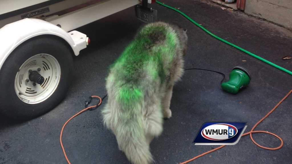 Photos: Man's dog spray-painted