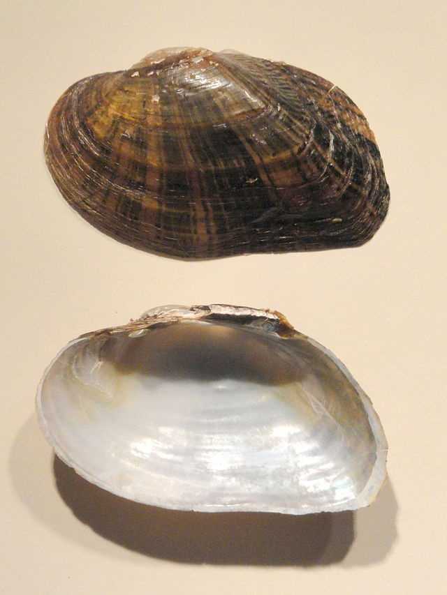 Images: Endangered species of Massachusetts